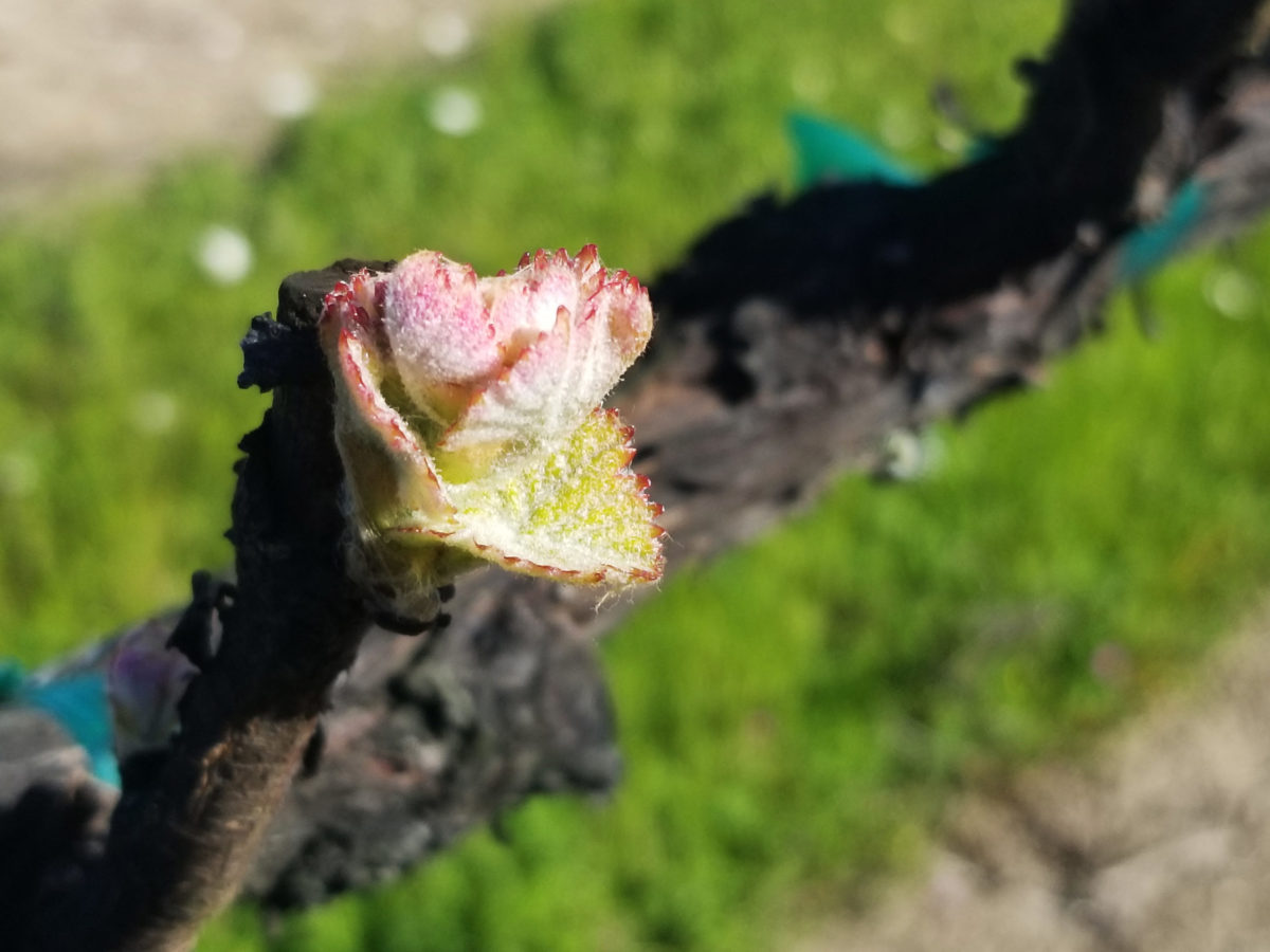 Sonoma County Growers’ Eyes are on the Skies as Vineyards Push Towards ...