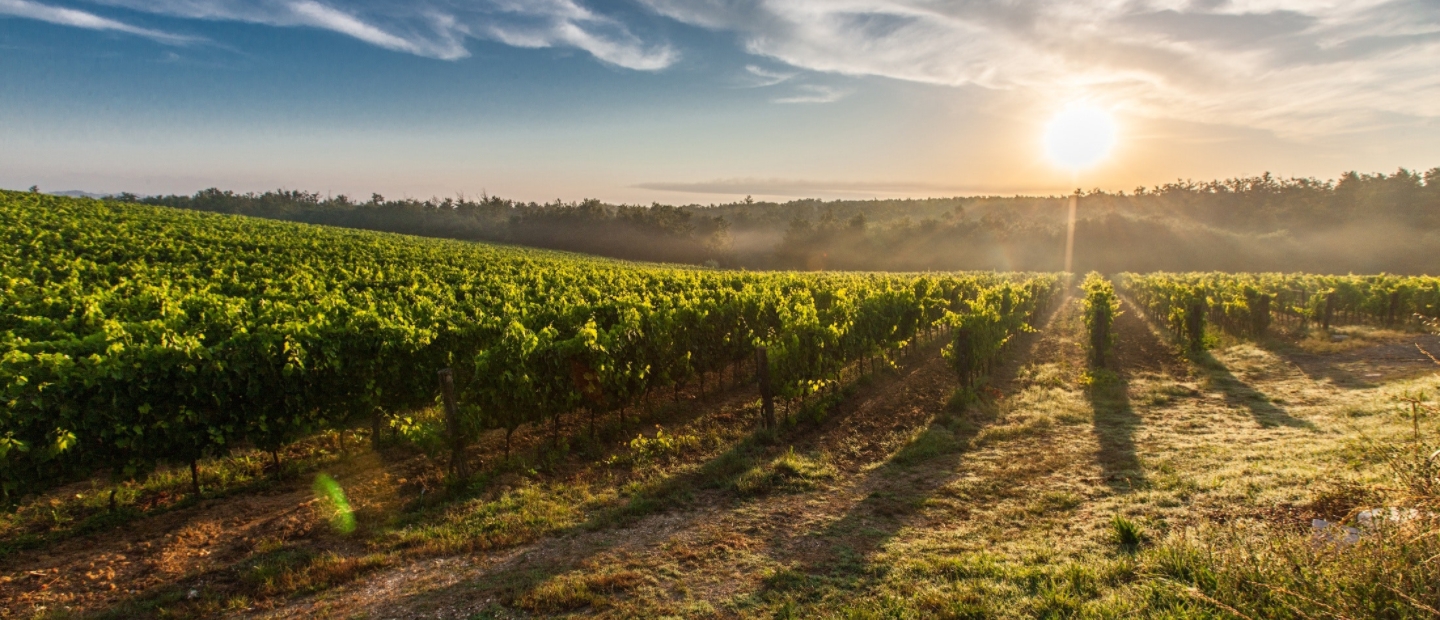 Growers - Sonoma County Winegrowers Growers - Sonoma County Winegrowers