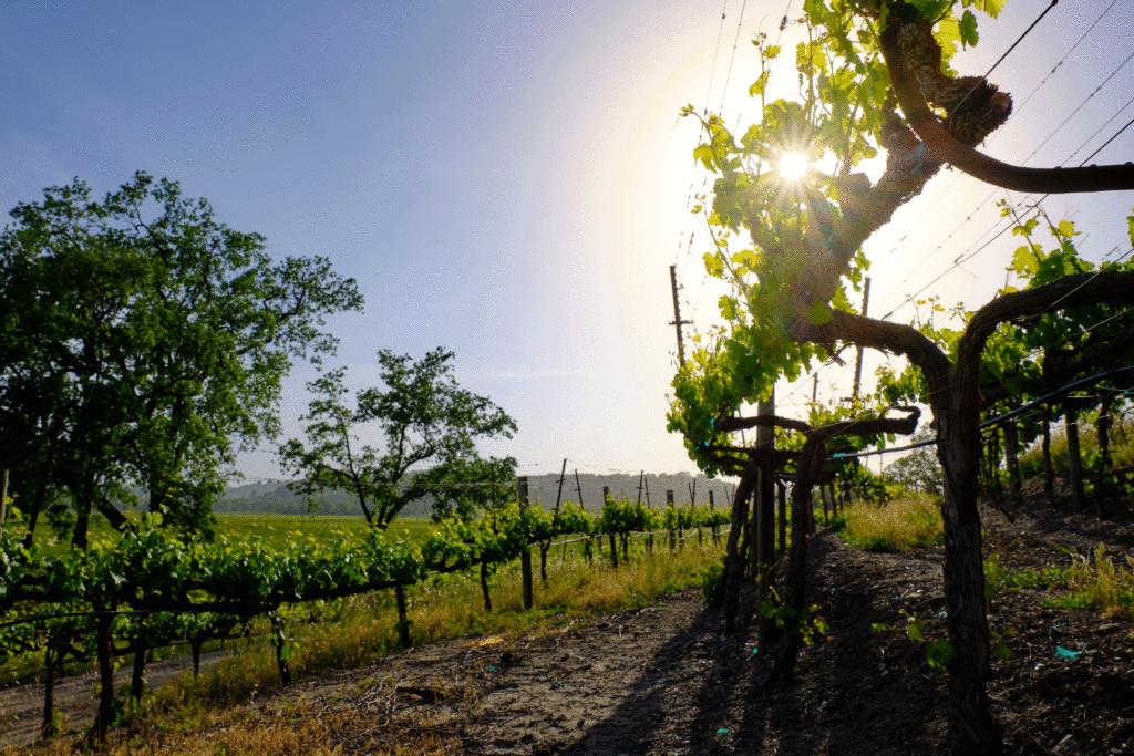 Sonoma County Winegrowers Introduces Its "Farm of the Future" - Sonoma ...
