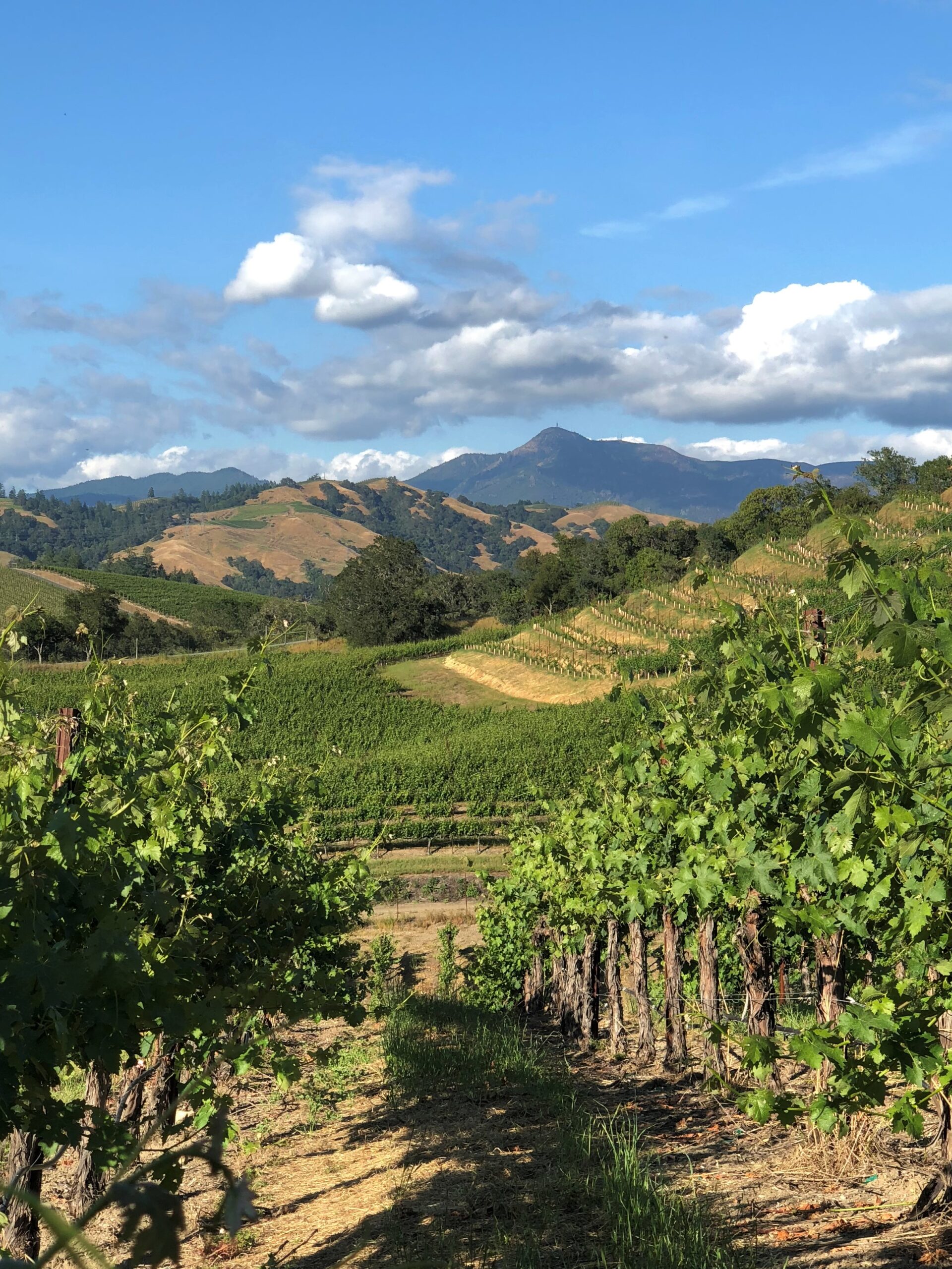 Alexander Valley Hillside Cabernet Sauvignon - Sonoma County Winegrowers